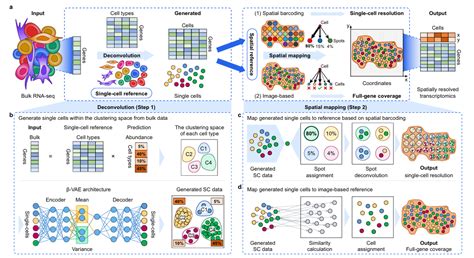 Nat Commun 用bulk数据重建单细胞空间图谱，来看这个深度学习框架bulk2space！ 知乎