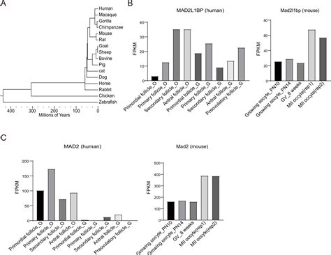 Figures And Data In Biallelic Variants In MAD2L1BP P31comet Cause Female Infertility
