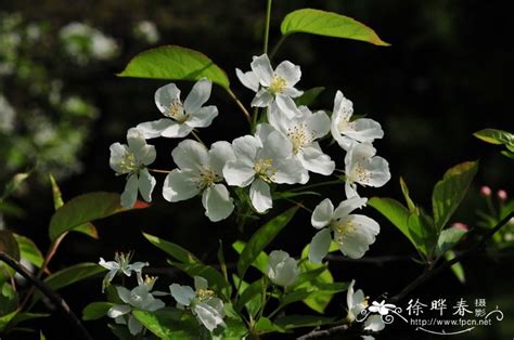 三裂海棠Malus sieboldii 花卉图片网