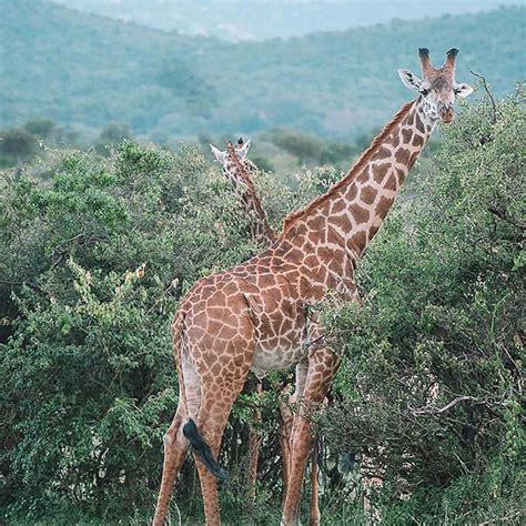 The Best Time To Go On Safari In Africa By Month • The Blonde Abroad Africa Travel Safari