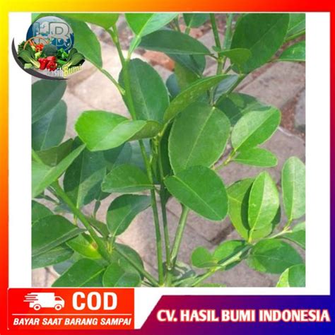 Jual Daun Jeruk Nipis Segar 100gram Shopee Indonesia