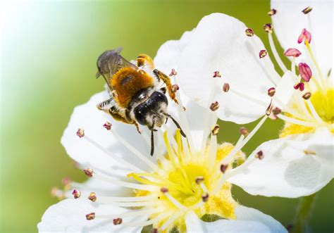 Cherry Tree Pollination At Mary Nugent Blog