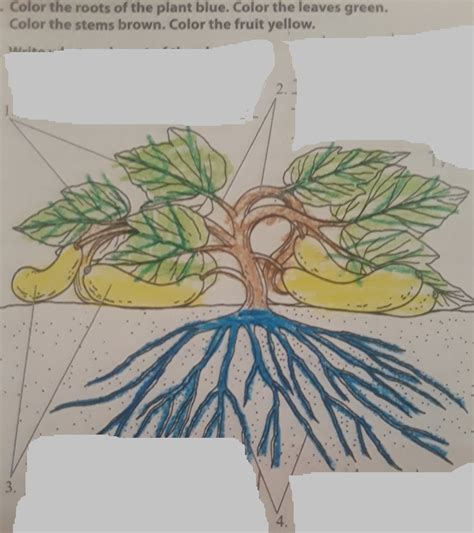 Diagram Diagram Quizlet