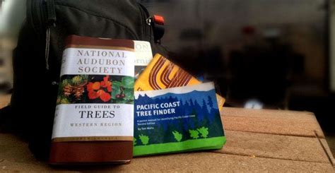 How To Identify Trees For Beginners Free Printable Guide To Tree ID