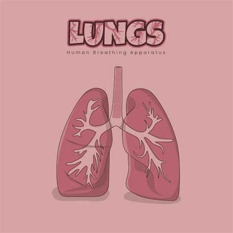 Premium Vector Lungs Design For Human Breathing Apparatus In Pink