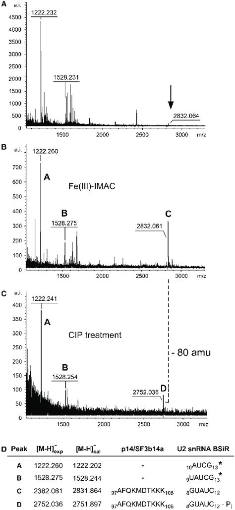Identification And Validation Of A Cross Linked Peptide Rna Download Scientific Diagram