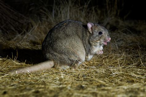 Boodie Bettongia Lesueur Also Burrowing Bettong Or Lesueurs Ratkangaroo