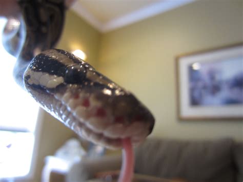 Daww Show Me Your Cutest Ball Python Pics Page 2