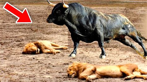 ხარი დაუმარცხებელია არც ისე უწყინარი როგორც ერთი შეხედვით ჩანს Youtube