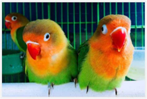 Matlab彩色图像缩放（双线性与双立方插值）双线性 双立方 Csdn博客