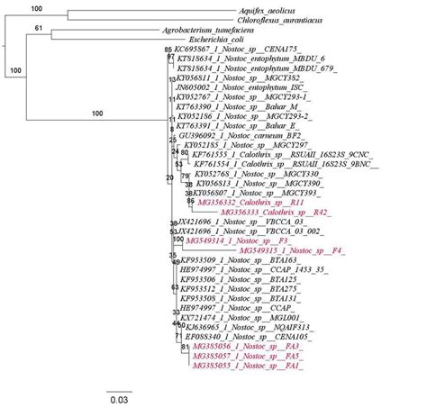 Maximum Likelihood Tree Iq Tree Based On The Partial 16s Rrna Gene