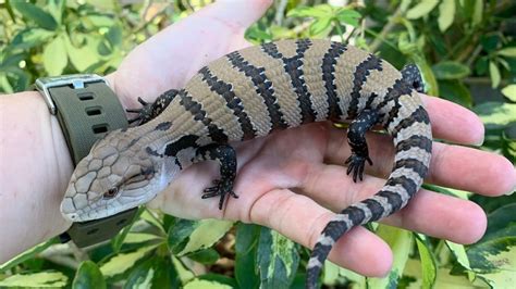 Blue Tongued Skinks Tiliqua Nigrolutea Striking Blue Tongue Defense