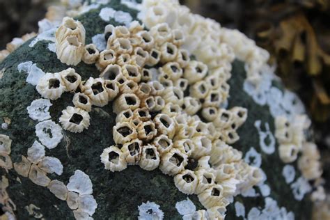 Barnacles On Boats Why And How To Prevent Them