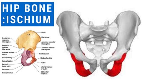 Hip Bone Ishium Ischial Tuberosity Youtube