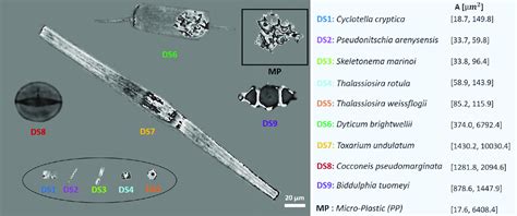 Microplastic Identification Via Holographic Imaging And Machine
