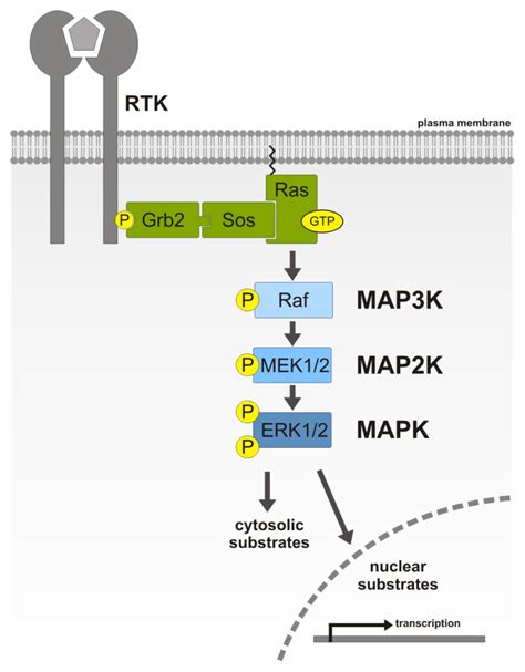 Chapter 2 Enzyme Coupled Receptors ‘cross Talking About Aspects In