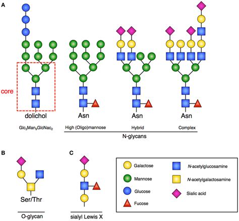 Glycan Structures A Representative Examples Of N Glycans Increasing