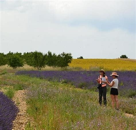 Les 10 Meilleures Choses à Faire à Valensole 2023 Avec Photos