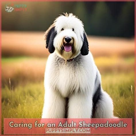 Full Grown Sheepadoodle Size Training And Care For Your Furry Companion