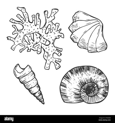 Seashells Vector Set Hand Drawn Illustration On White Background