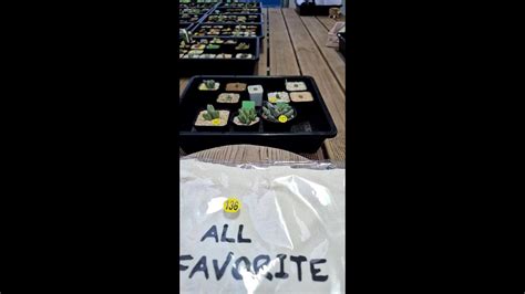 다육투어 라이브 다육판매영상 다육판매방 다육판매하는곳 다육이 다육이를부탁해 다육이판매영상 다육이라이브 다육이