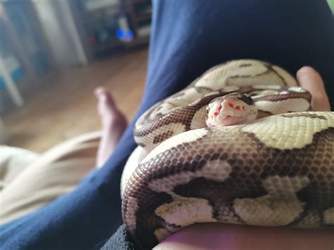 My Snek Being Cute P Rsnakes