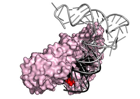 Characterization Of Mrna Modifying Pseudouridine Synthases Neb