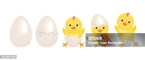 흰색 배경에 격리된 신생아 병아리와 함께 금이 간 닭고기 달걀 계란에서 부화 한 귀여운 닭 다른 포즈로 재미 있는 노란 새