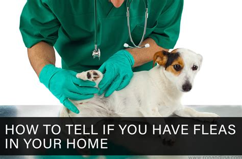 How To Tell If You Have Fleas In Your Home 2025