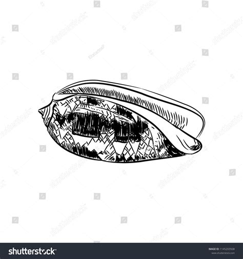 Volute Shell Over 375 Royalty Free Licensable Stock Illustrations And Drawings Shutterstock
