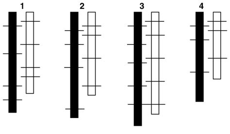 Typical Pattern Of Sex Specific Maps For Four Linkage Groups In A