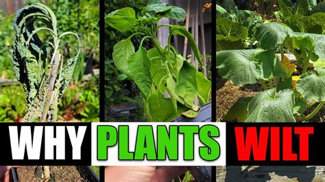 Why Plants Wilt And Can They Be Saved Garden Quickie Episode 77