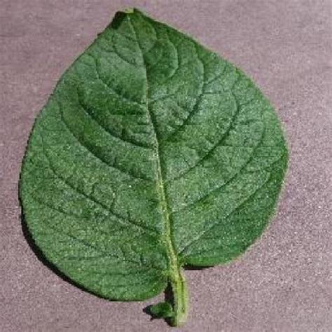 Potato Leaf Disease Instance Segmentation Dataset V1 Potato App By Plant Disease