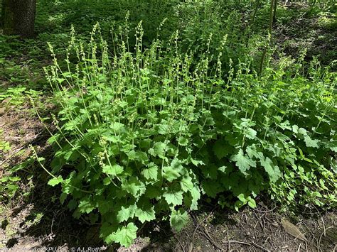 Tellima Grandiflora Kwantlen Polytechnic University School Of