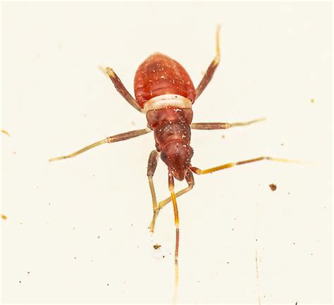 Tiny Bug Bugguidenet