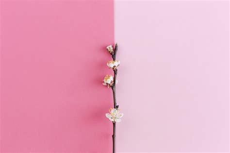 파스텔 핑크 배경에 살구 나무의 꽃 가지 최소한의 스프링 컨셉 0명에 대한 스톡 사진 및 기타 이미지 0명 3월 4월 Istock