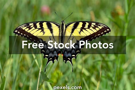 Butterfly Winx Photos Download The Best Free Butterfly Winx Stock