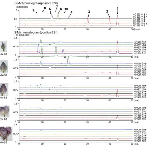 LC MS Chromatograms Of Alkaloids 1 10 Selected Ion Monitoring SIM Download Scientific
