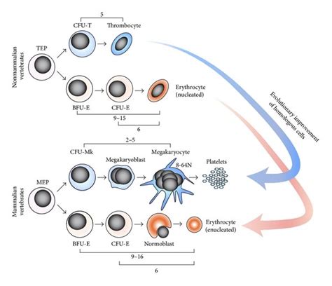 Nonmammalian And Mammalian Model Of Erythropoiesis And Thrombopoiesis Download Scientific