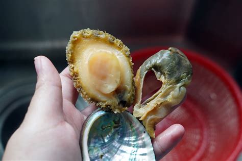 帶殼鮑魚要怎處理 山田大叔
