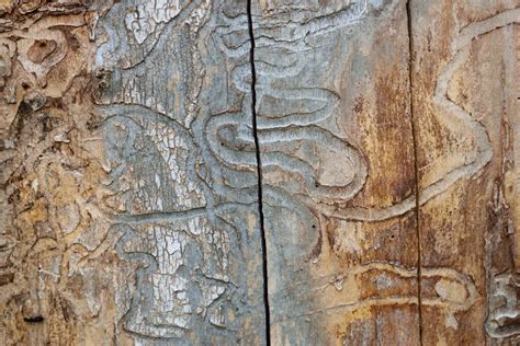 How To Protect Your Ash Trees Keep Emerald Ash Borers Away