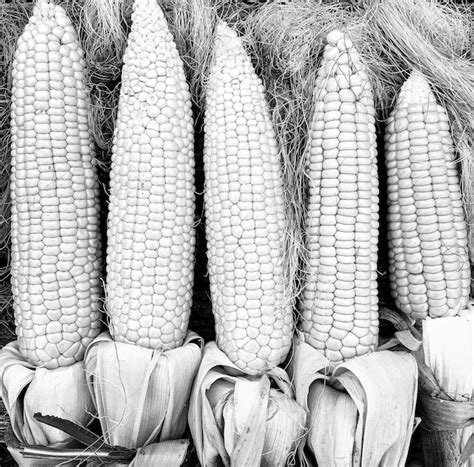 Premium Photo Photography To Theme Beautiful Vegetable Cob Corn
