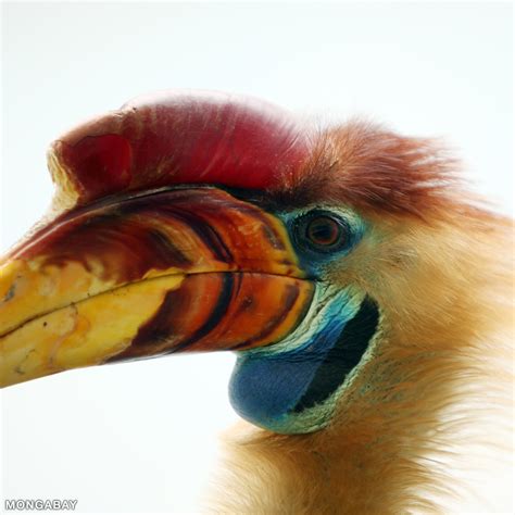 Cute Tropical Rainforest Birds