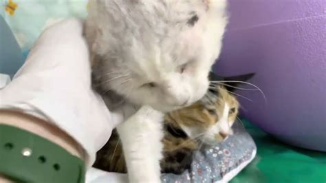 상상아 니네오빠 바람피운다~ Feat마동 모나 상상 Youtube