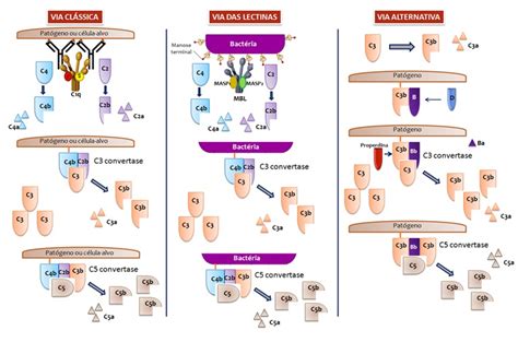 Grátis Esquema Do Sistema Complemento Questões Respondidas