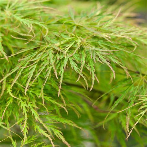 Acer Palmatum Dissectum 3l One Click Plants