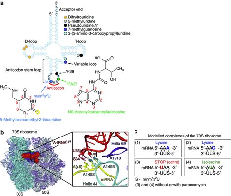Structure And Modifications Of Lysine Trna Lys Suu From E Coli And