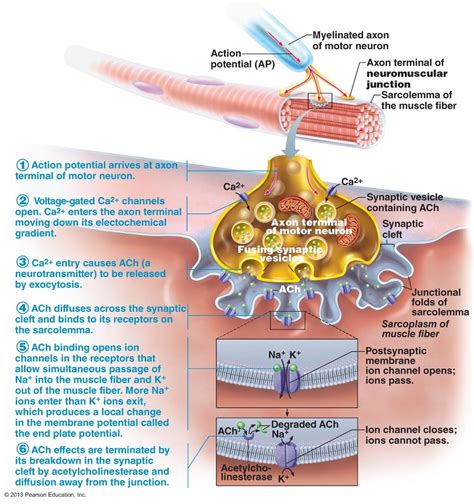 Motor Neuron Axon Terminal