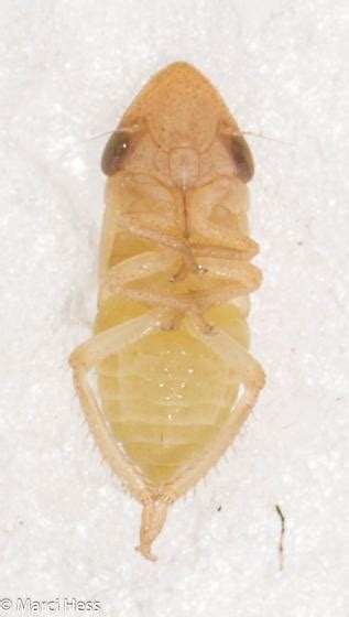 Hemiptera Nymph Bugguide Net