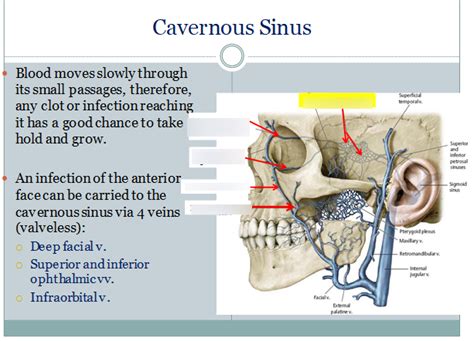 Cavernous Sinus Diagram Quizlet